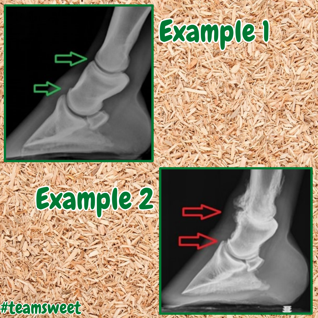 Team Sweet - Ringbone/Arthritis - easibedding